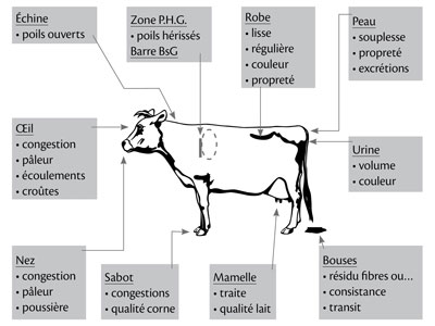 Adapter l'alimentation des bovins, ovins, caprins. Méthode d ...